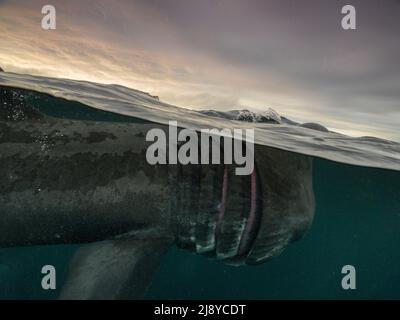 Basking Shark - Cetorhinus maximus Stock Photo - Alamy