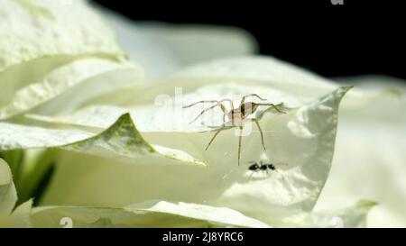 Closeup shots on bugs life Stock Photo - Alamy