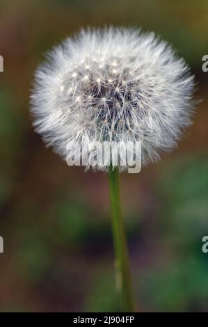 Common Dandelion/Taraxacum growing in wild grassland. Cotswold ...