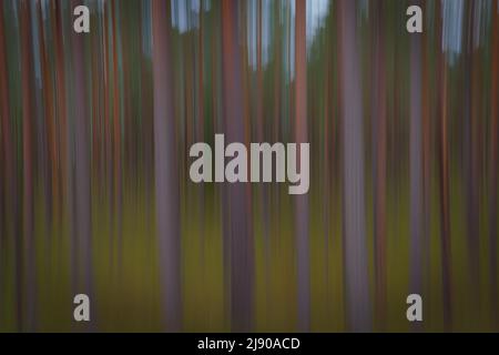 Pine tree trunks. Intentional camera motion. Motion blur. Abstract ...