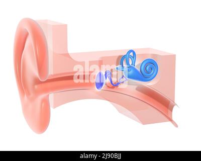 Ear cross section with wax Stock Photo - Alamy
