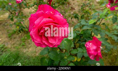 A blossoming crimson rose flower surrounded by dark green leaves. Close ...