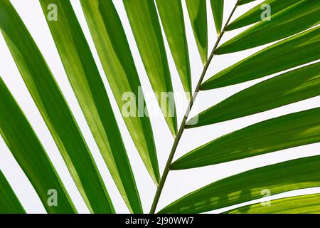 Good Friday, Palm Sunday, Ash Wednesday, Lent Season and Holy Week ...