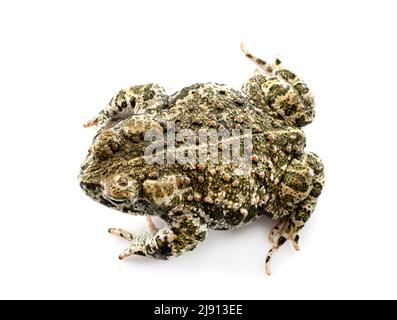 Natterjack toad in front of white background Stock Photo - Alamy