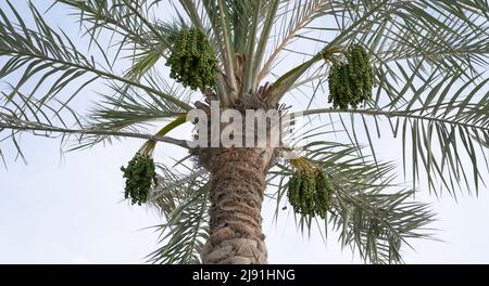 With the beginning of summer Dates growing in the date plant Stock ...