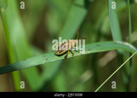 Scentless plant bug, Rhopalid bug (Stictopleurus punctatonervosus ...