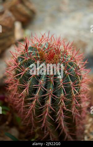 Mexican Lime Cactus (Ferocactus pilosus) barrel cactus blooming Stock ...