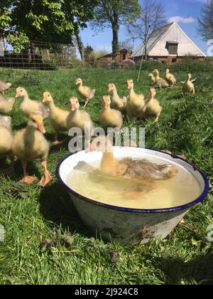 greylag goose (Anser anser), bathing on the back stretching the feet ...