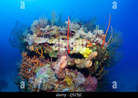 Typical Caribbean coral (Octocorallia) reef, large coral block with ...