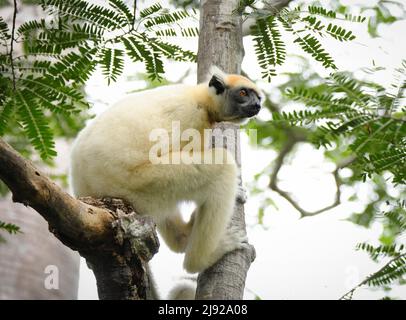 Golden-crowned sifaka (Propithecus tatersalli) in the forests of the ...
