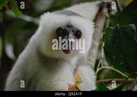 A silky sifaka (Propithecus candidus) in the rainforests of Marojejy ...