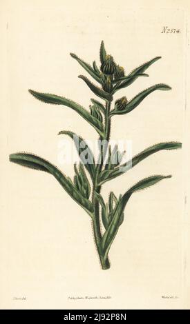 Coast tarweed (Madia sativa) a native plant flowering in coastal ...