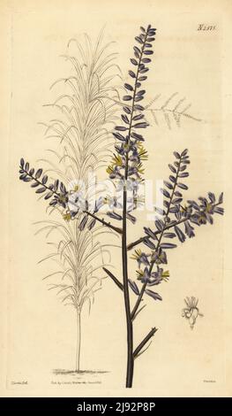 Slender palm lily or narrow-leaved palm lily, Cordyline stricta ...