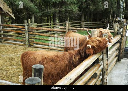 Scottish cows in park in autumn day Stock Photo - Alamy