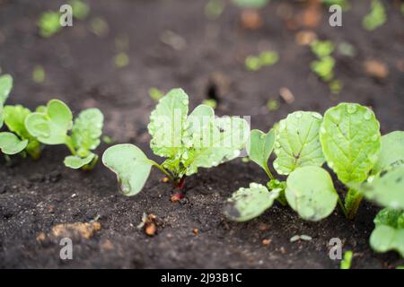 Radish close-up grows in the garden. Radish leaves in drops of dew ...