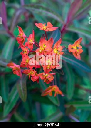 Euphorbia griffithii 'Fireglow', with bright orange flowers and green ...
