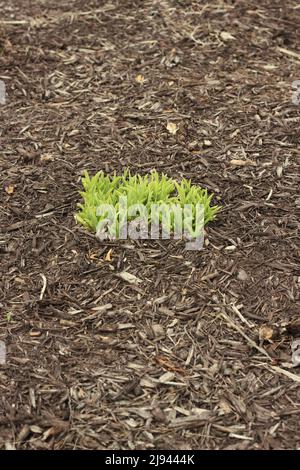 Spring plant breaking thru the soil in the garden in a black and white ...