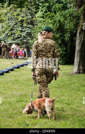 Portrait of an adorable English Cocker Spaniel - isolated on black ...