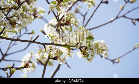 Flowering pear tree Pyrus syriaca This family of ornamental trees ...