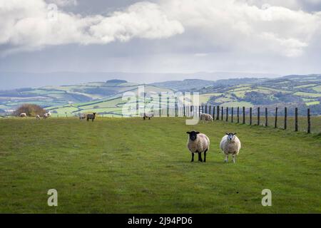 Lype Common in spring in the Brendon Hills, Exmoor National Park ...