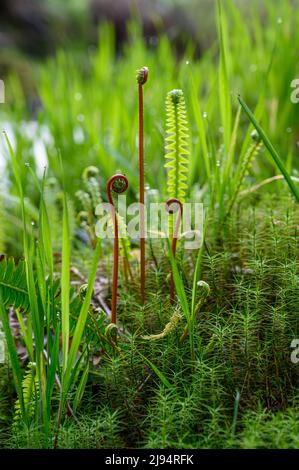 Waterfall in Dendles Wood, National Nature Reserve Devon Stock Photo ...