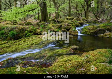 Dendles Wood, National Nature Reserve Devon Stock Photo - Alamy