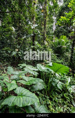 Amazonia, deforestation, Ecuador, environment, nature Stock Photo - Alamy