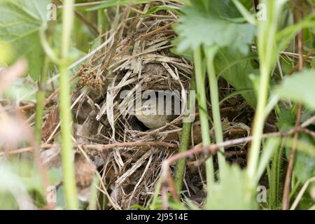 Chiffchaff Phylloscopus collybita, adult female with feather for lining ...