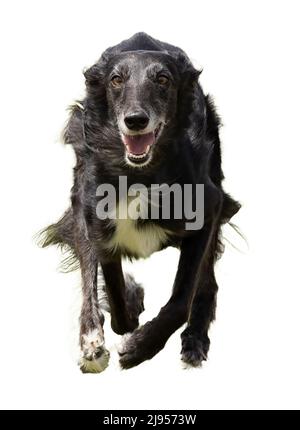 Silken windhound running against a white background Stock Photo - Alamy