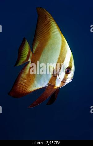 Longfin spadefish, Palau, Micronesia Stock Photo - Alamy