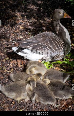 Wild geese in St James's Park City of Westminster in London the capital ...