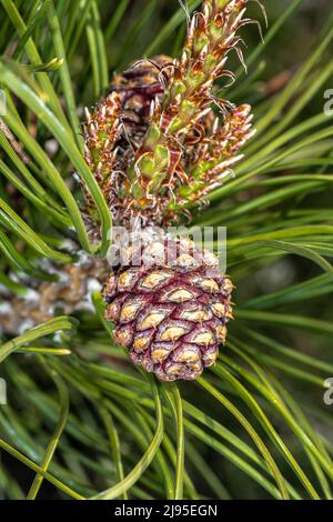 Cone of Chinese Red Pine or Table Top Pine (Pinus tabuliformis Stock ...