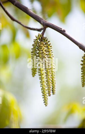 Walnut tree in spring with fresh foliage Stock Photo - Alamy