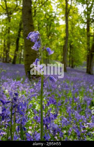 Bluebells, Bluebell Wood, Kinclaven Stock Photo - Alamy