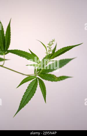 Cannabis branch and joint isolated on a green background Stock Photo ...