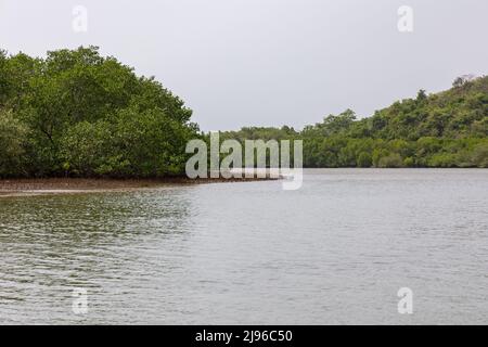Mangroves growing on shallow parts of land in the middle of Karli River ...