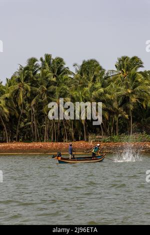 A fisherman beating the water with stick to drive small fish into net ...