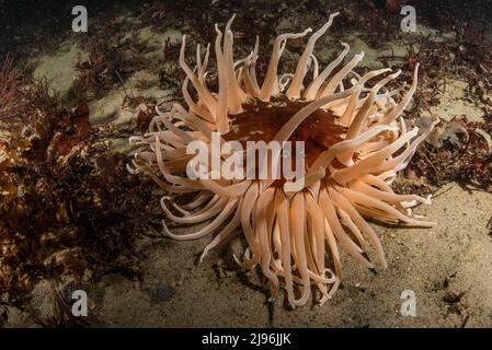 Urticina columbiana, the crusty red sand anemone - a marine ...