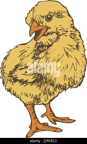 Farm chicken, hen line icon concept. Farm chicken, hen flat vector ...