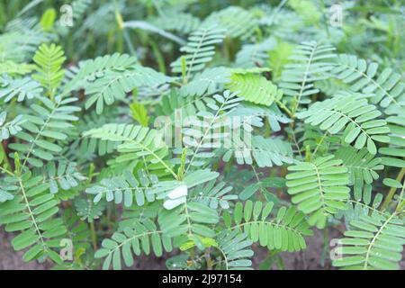 green colored dhaincha tree on farm for fueling Stock Photo - Alamy