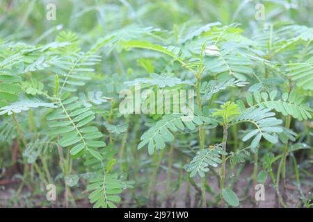 green colored dhaincha tree on farm for fueling Stock Photo - Alamy
