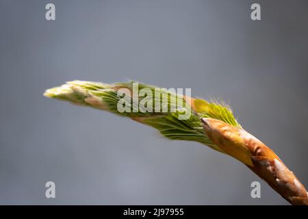 Breaking Ash Leaf Bud Stock Photo - Alamy