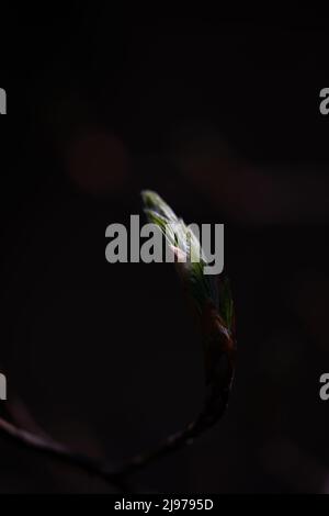 Breaking Ash Leaf Bud Stock Photo - Alamy