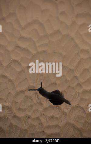 Snails climbing a textured window Stock Photo - Alamy