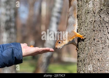 A squirrel in the spring or autumn eats nuts from a human hand ...