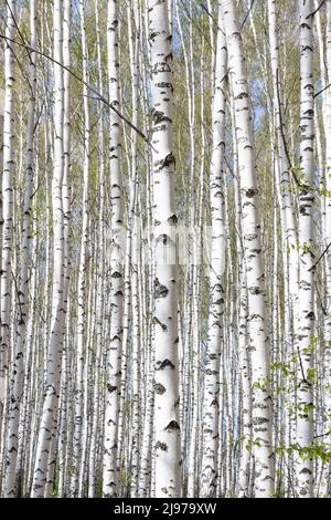 Birch trees thicket spring season landscape of Podkarpacie region in ...