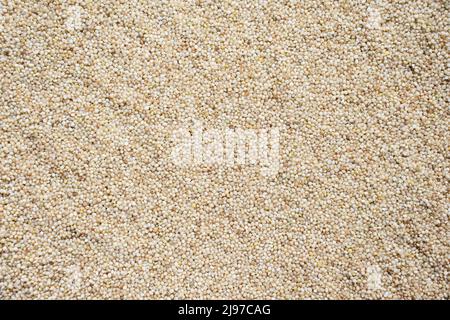 Raw whole dried little millet Stock Photo - Alamy