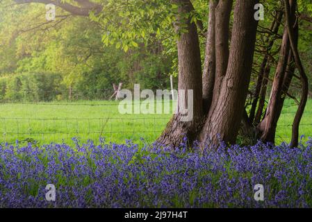 Stunning majestic Spring bluebells forest sunrise in English ...