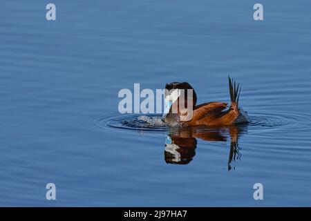 Ruddy Duck (Oxyura jamaicensis) Plumas County California USA Stock ...