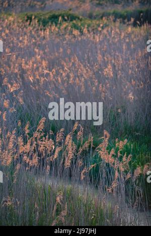 Sunset over Reed beds Somerset Levels Stock Photo - Alamy